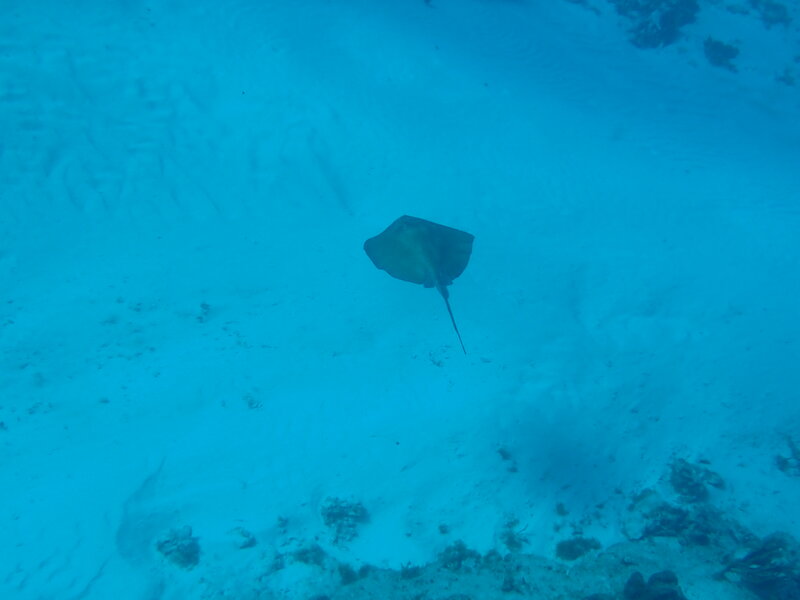 TG 6/ Sea & Sea YS-03 Solis strobe everything too blue TG 6/ Sea & Sea YS-03 Solis strobe everything too blue